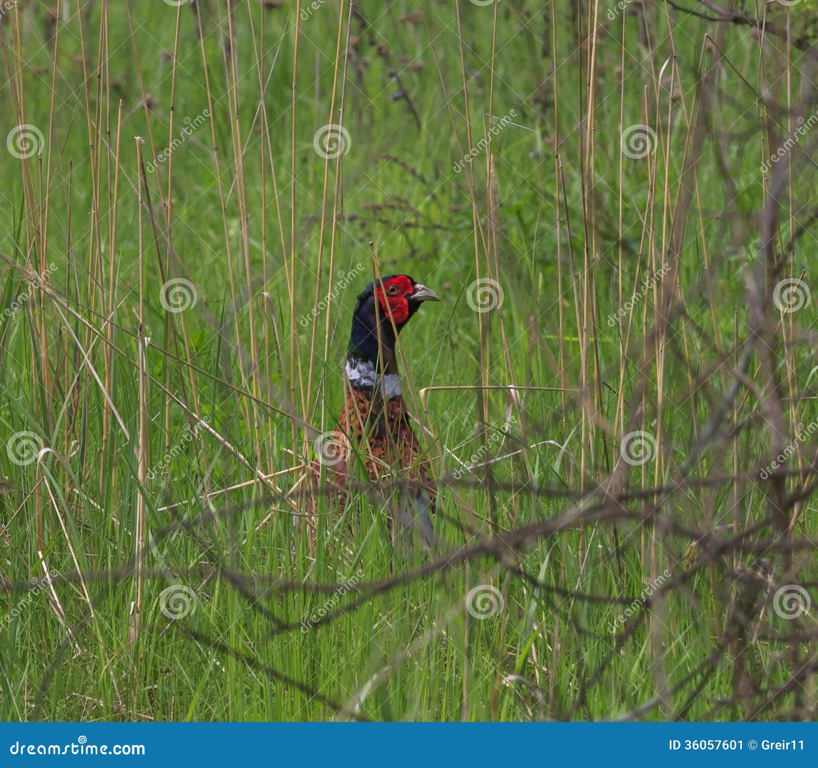 Black Grouse Hiding in the Grass Stock Image - Image of grouse, hiding ...