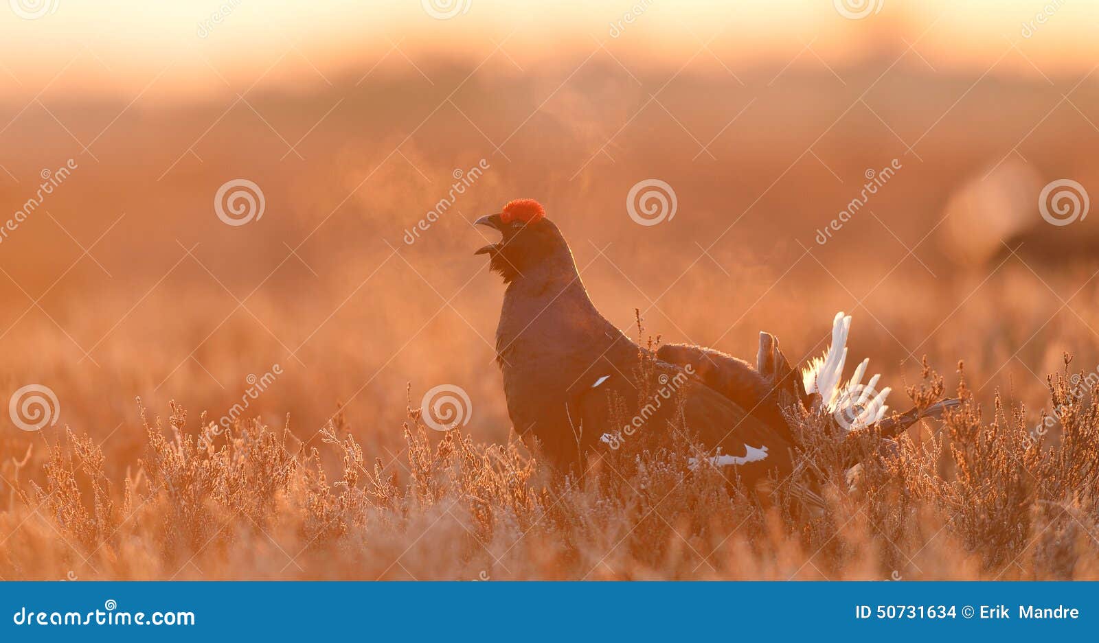 Black grouse shout stock photo. Image of light, call - 50731634