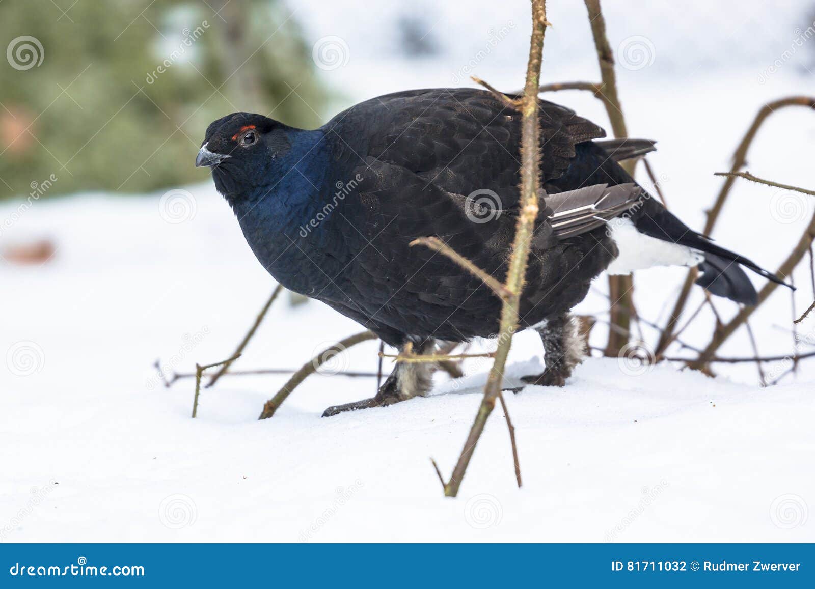 Black grouse in snow stock photo. Image of grouse, bird - 81711032