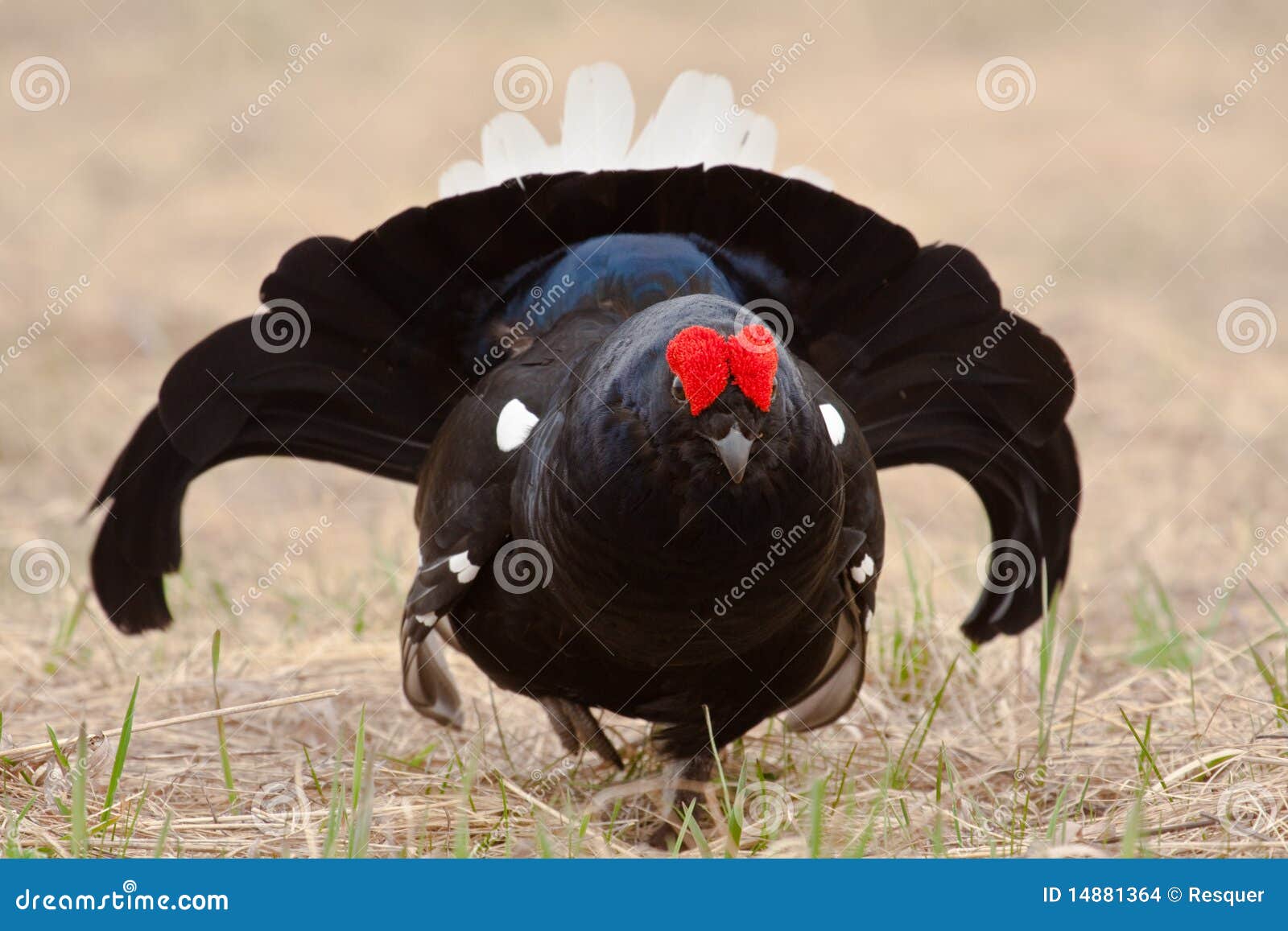 Black Grouses in Breeding Plumage-002 Stock Photo - Image of black ...