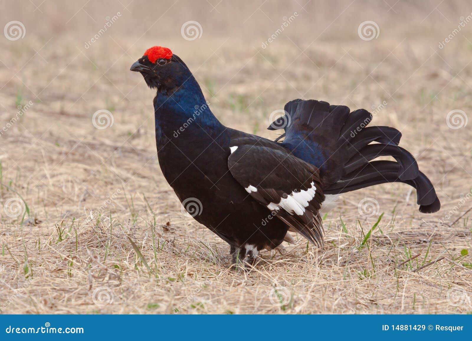 Black Grouses in Breeding Plumage-005 Stock Image - Image of nature ...