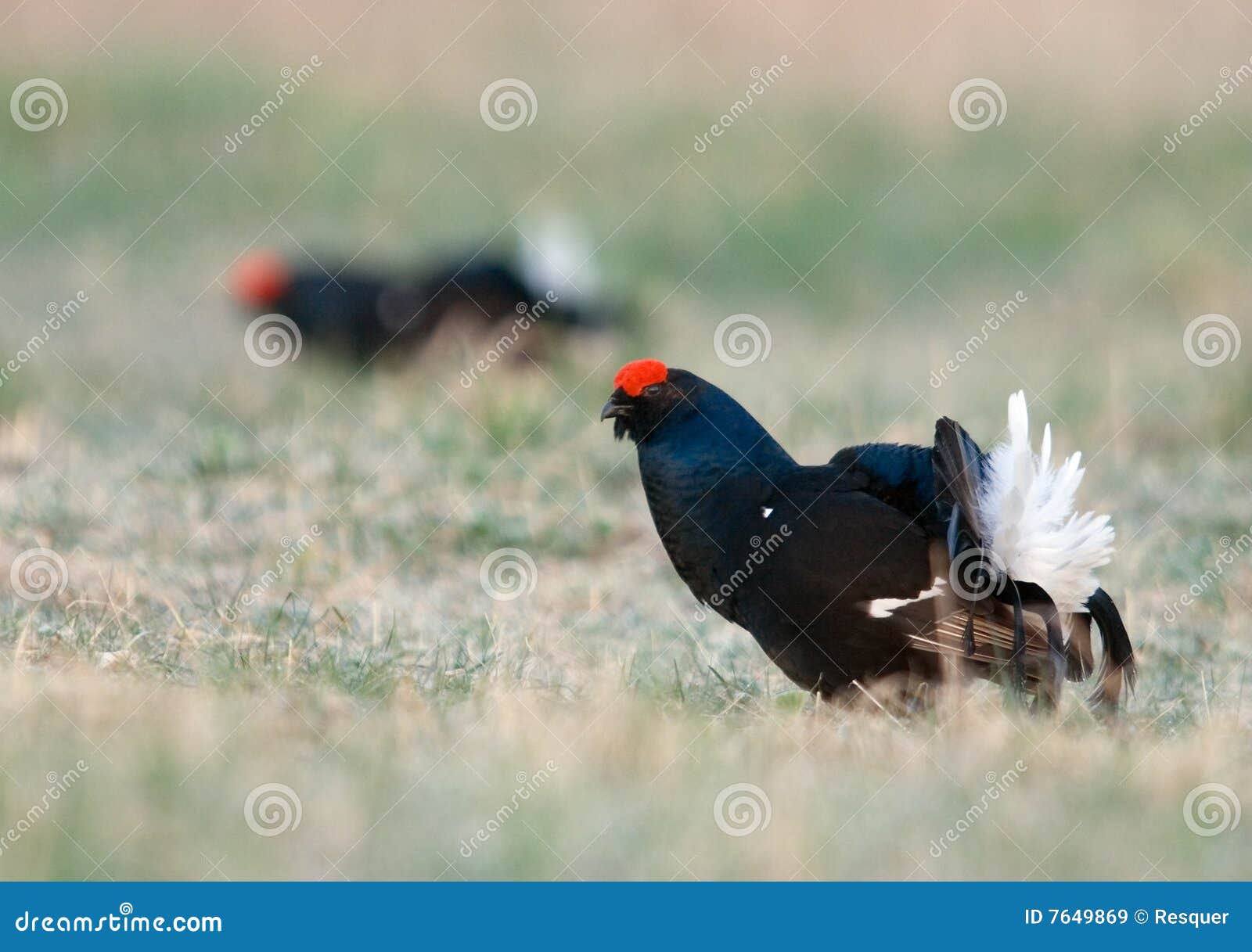 Black Grouses in Breeding Plumage Stock Image - Image of mating, wings ...