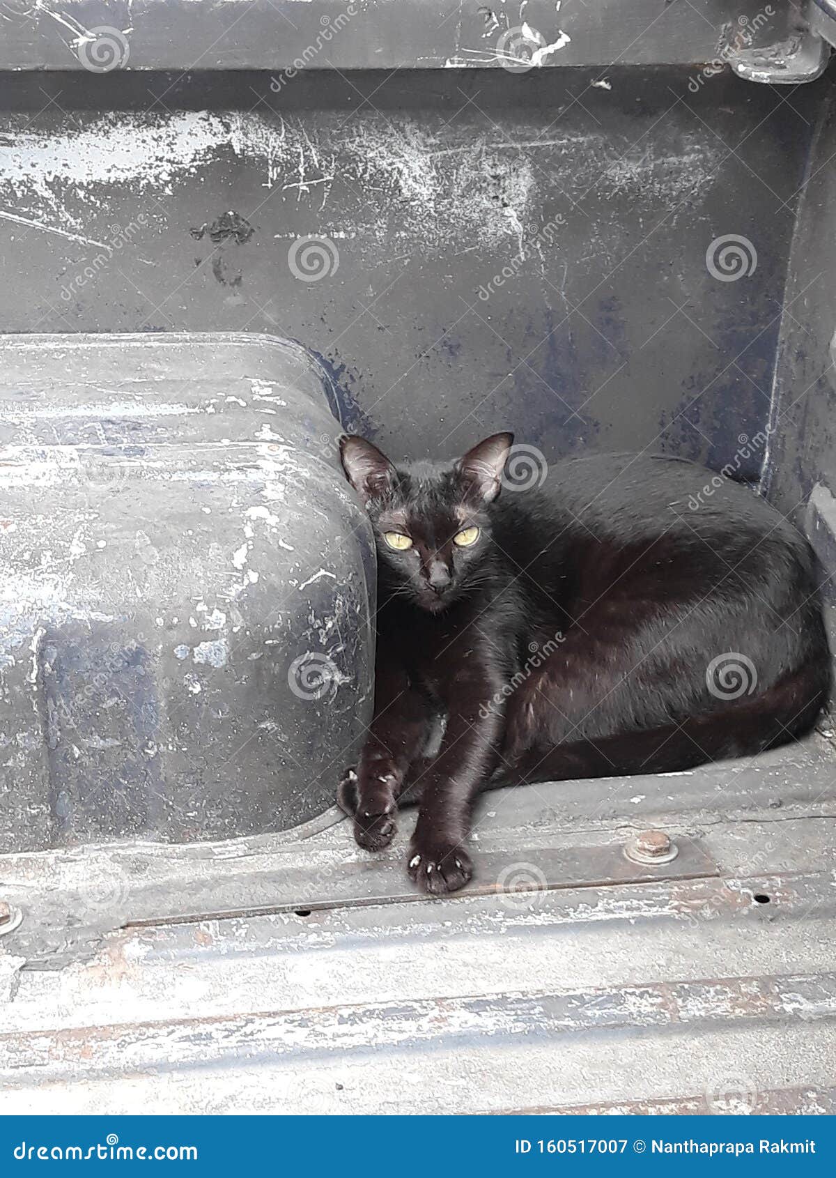 The black grumpy cat stock image. Image of animal, cute - 160517007