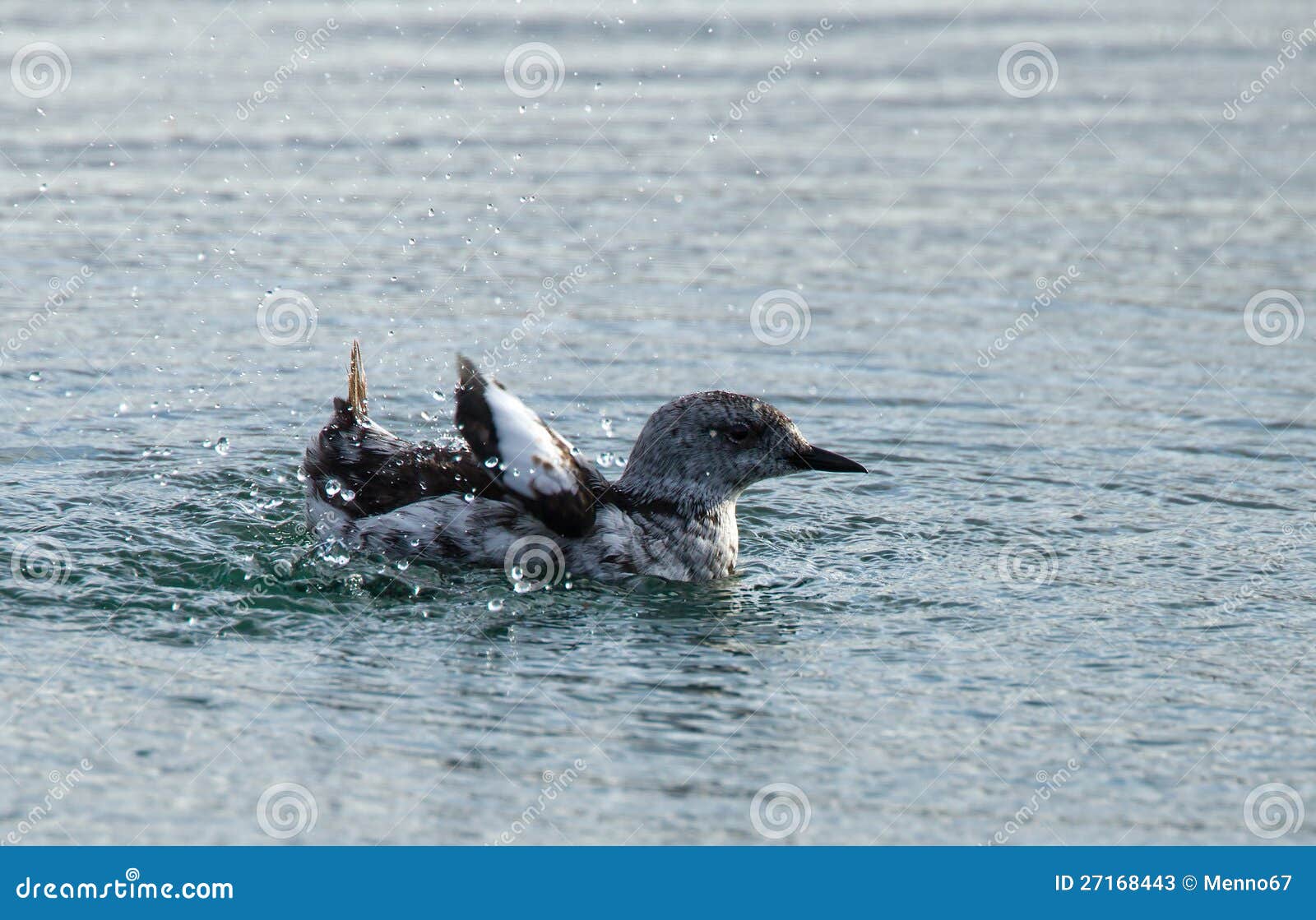 Black Guillimot, Cepphus Grylle Stock Image - Image of guillemot, look ...