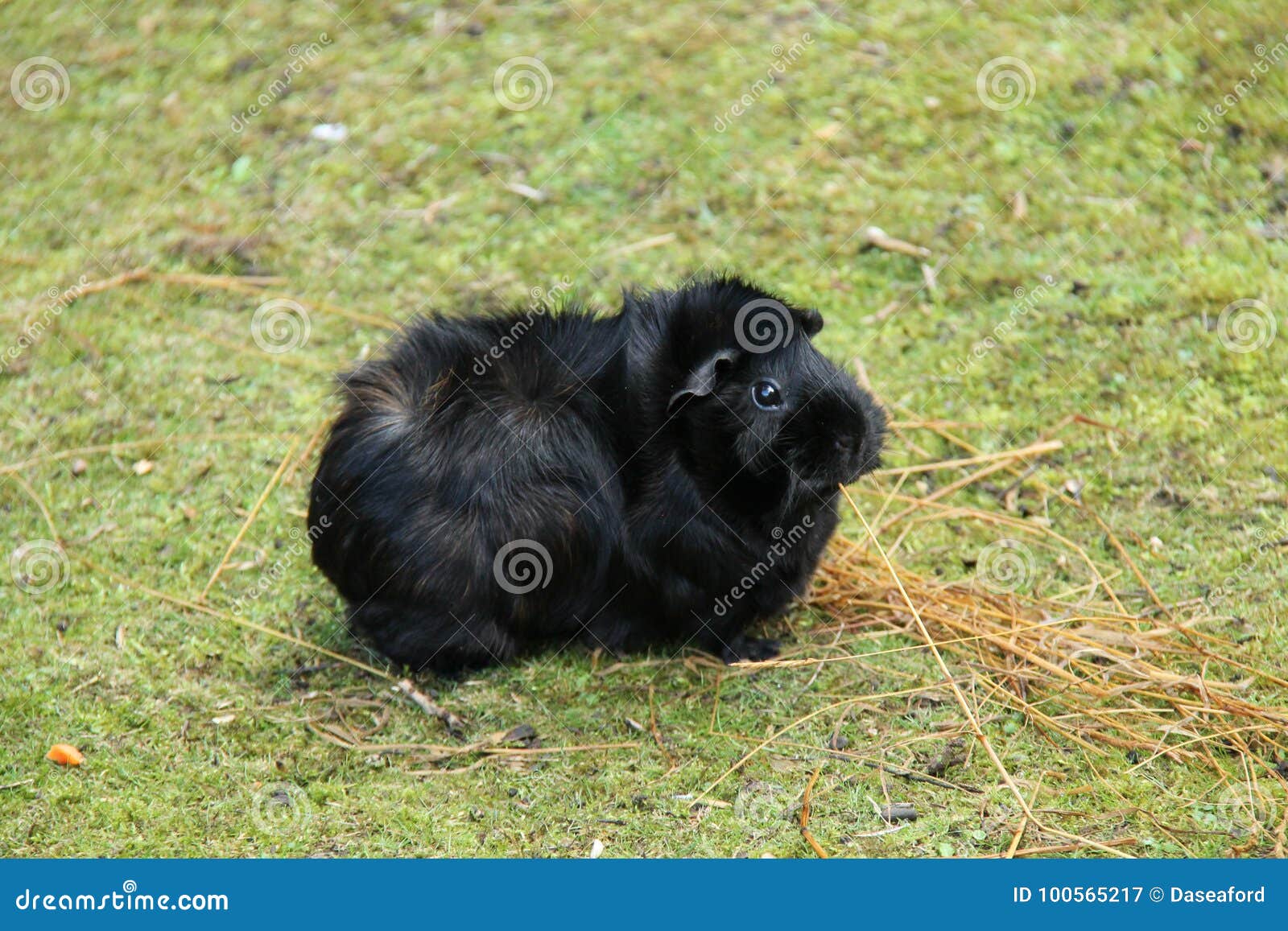 Black Guinea Pig. stock image. Image of meadow, animal - 100565217