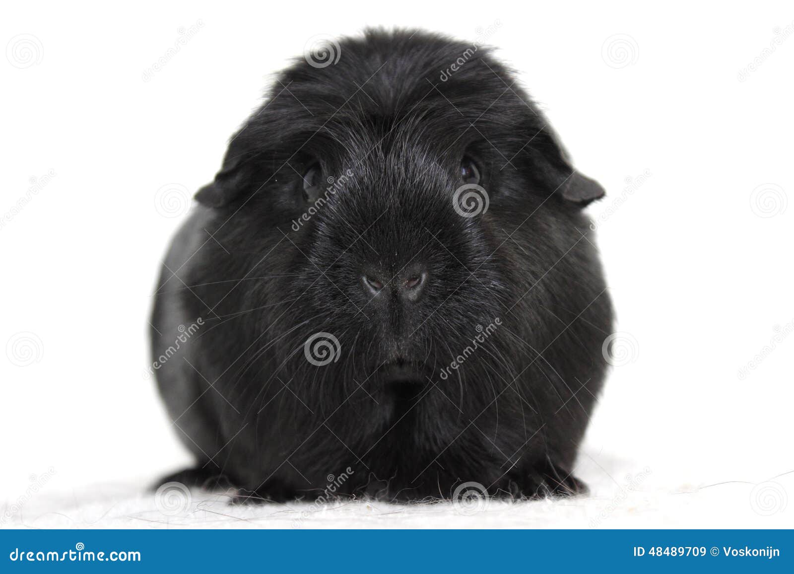 Black guinea pig stock image. Image of rodentia, guinea - 48489709