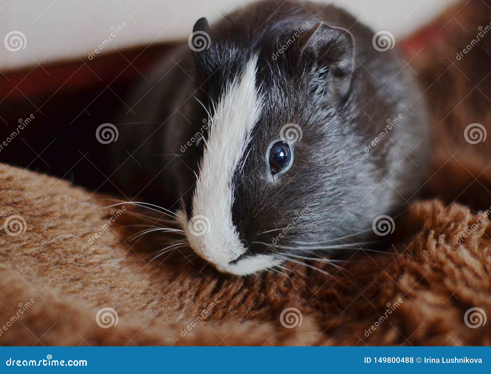 Black Guinea Pig with a White Stripe on the Forehead Stock Photo ...