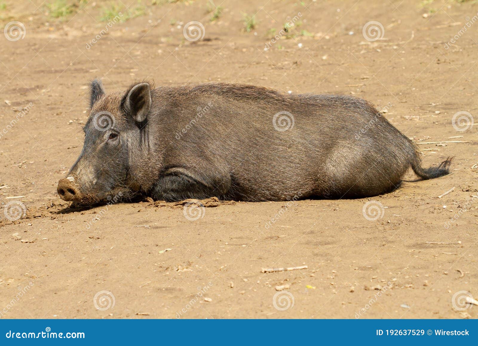 Black and Hairy Wild Boar Lying on the Ground Stock Image - Image of ...