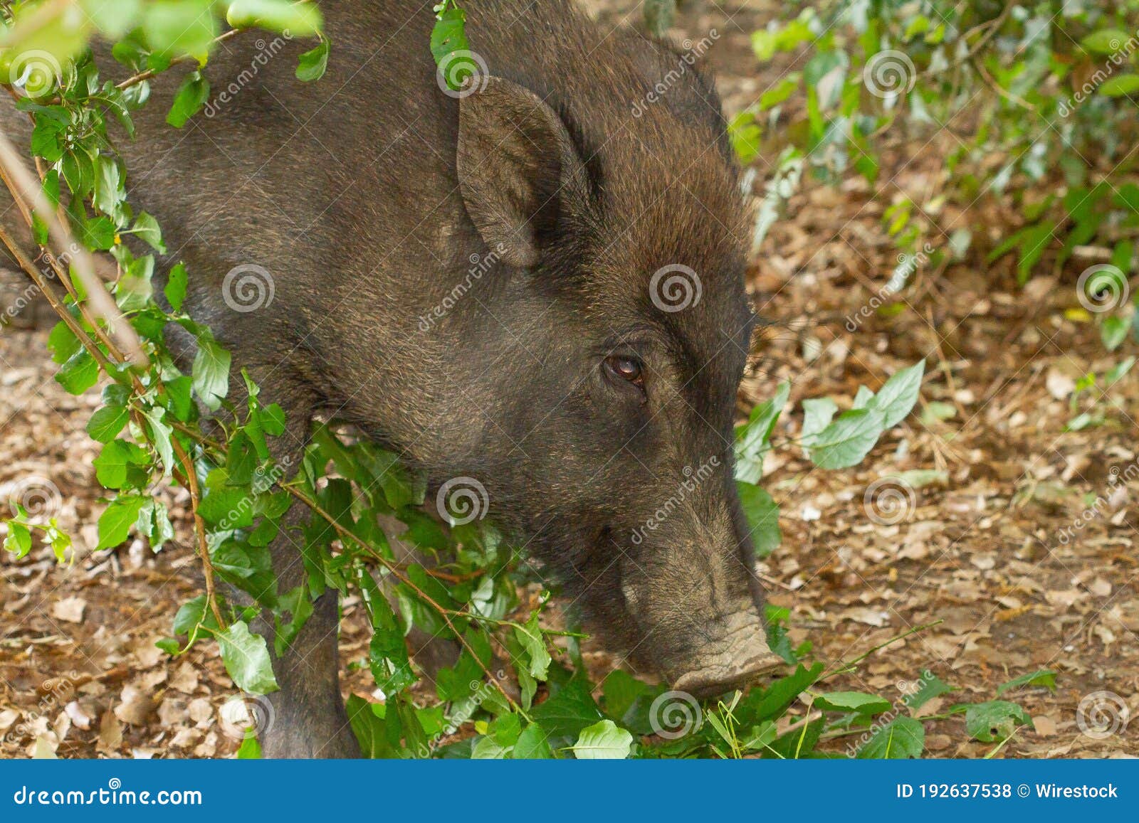 Black and Hairy Wild Boar Standing on the Ground Stock Photo - Image of ...