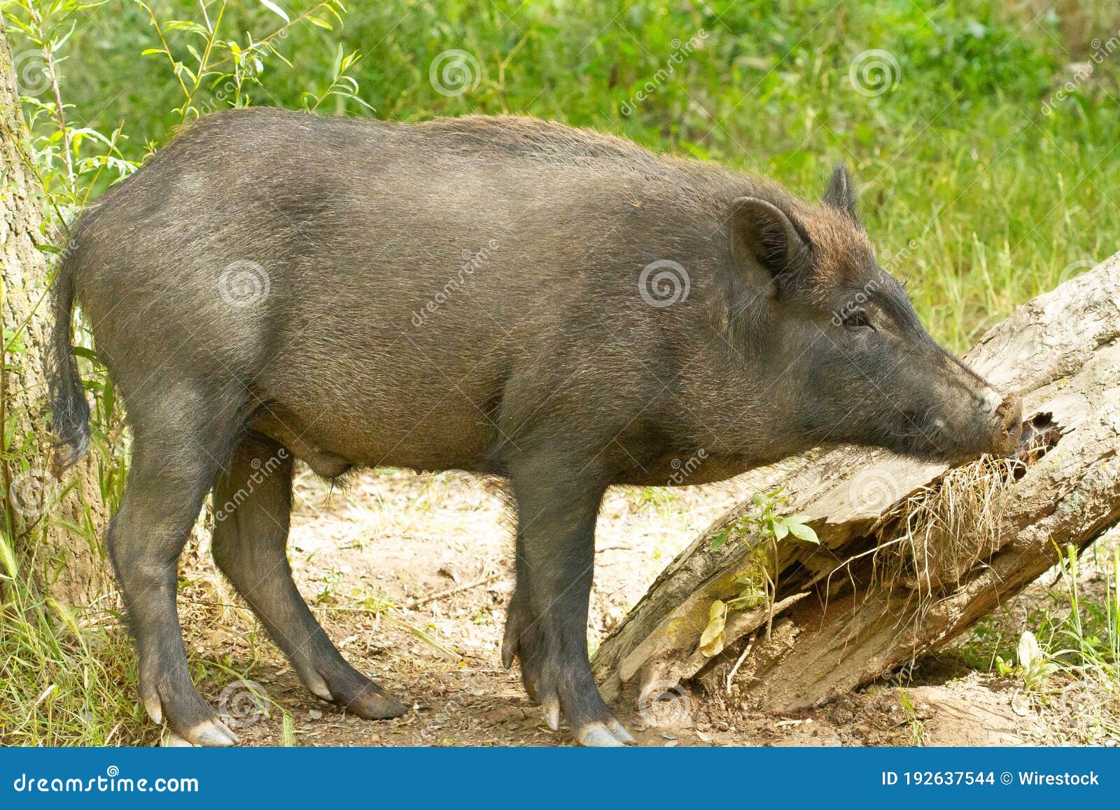 Black and Hairy Wild Boar Standing on the Ground Stock Photo - Image of ...