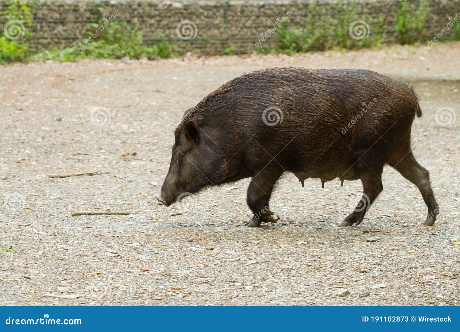 Black and Hairy Wild Boar Walking on the Ground Stock Image - Image of ...