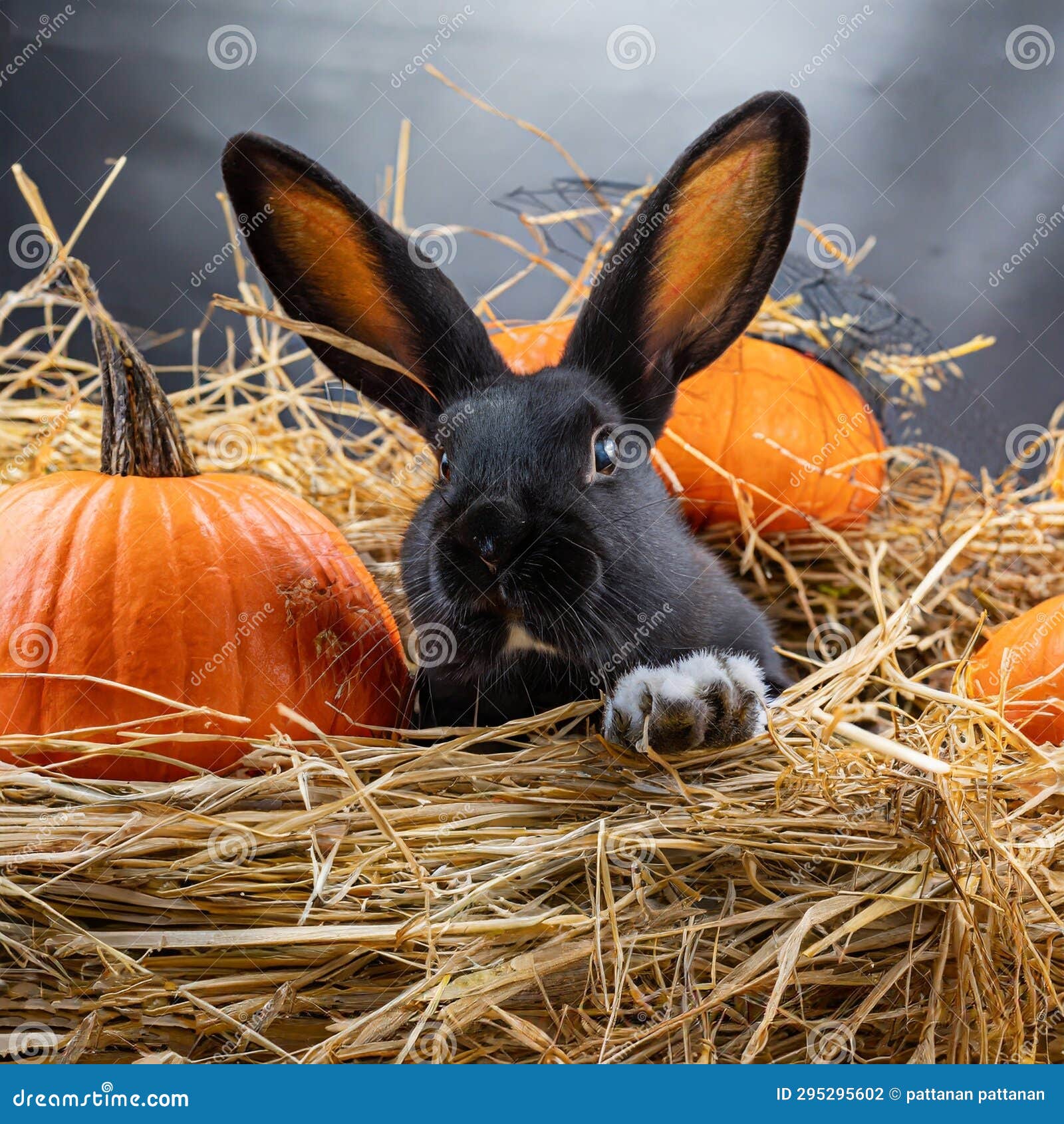 Black Halloween Rabbit in a Haystack One Foot Sticks Out Orange Pumpkin ...