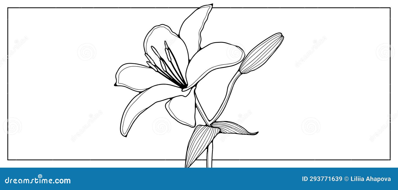 Black Hand Drawn Outline of a Delicate Lily on a White Background ...