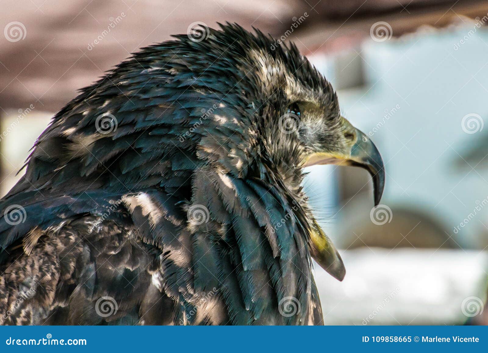 Hawk Beak Stock Photos - Royalty Free Images