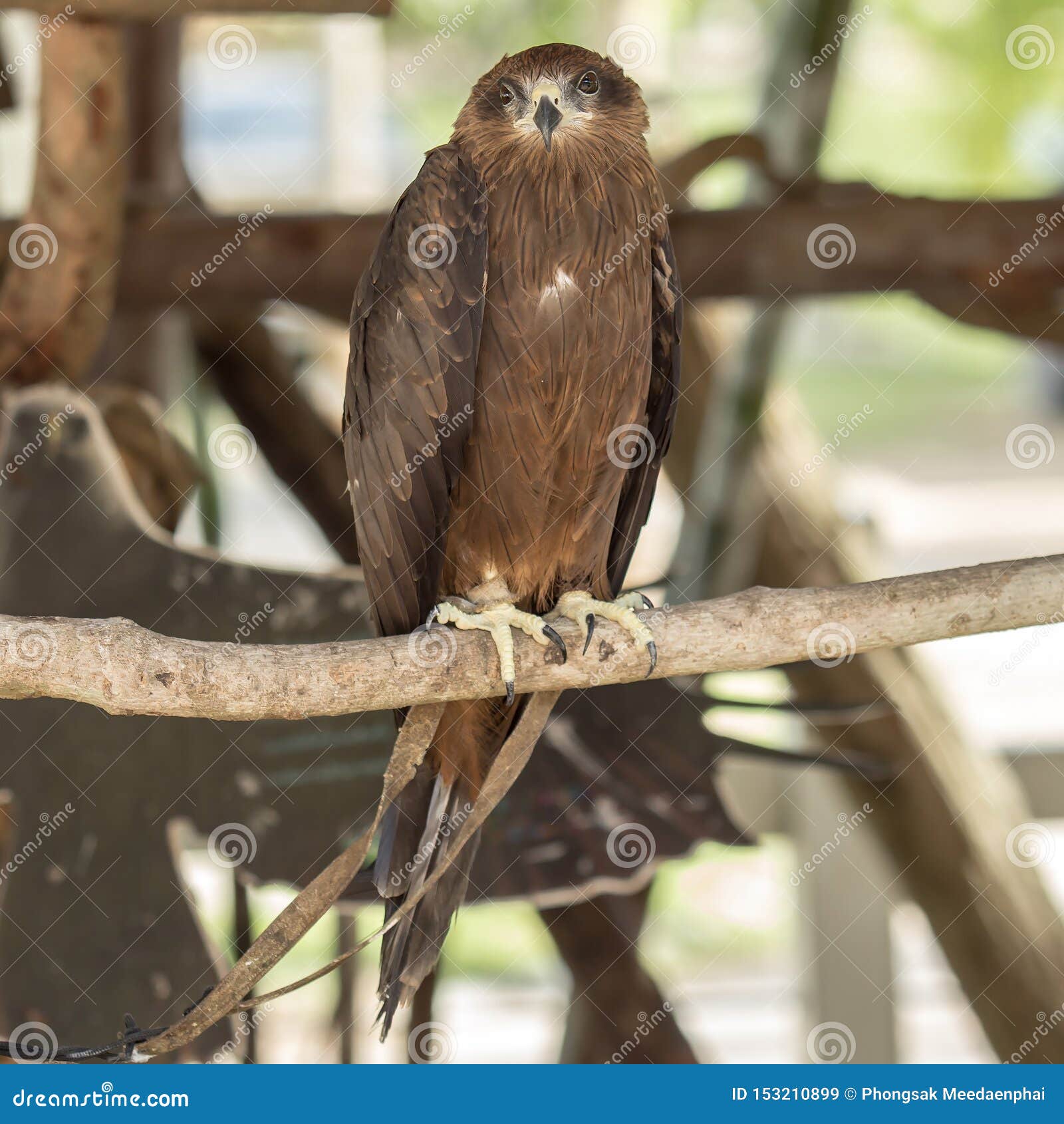 Black Hawk Bird. stock image. Image of catch, portrait - 153210899