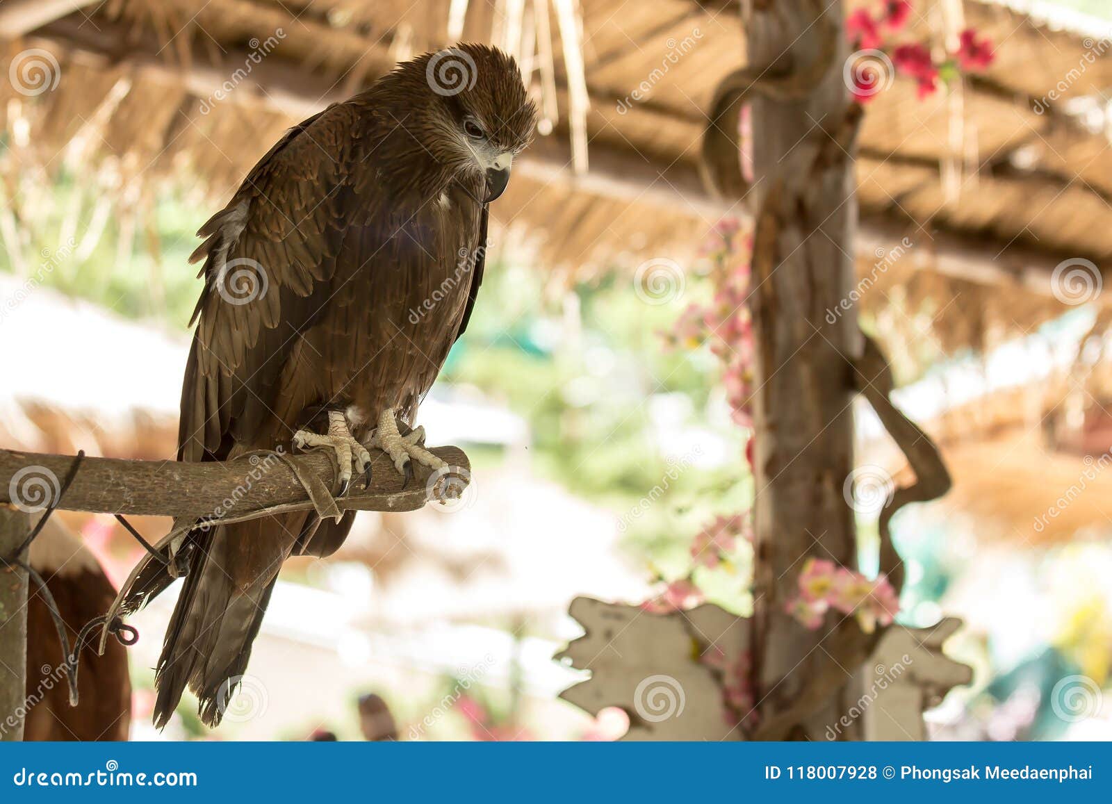 Black Hawk Bird. stock photo. Image of feather, predator - 118007928