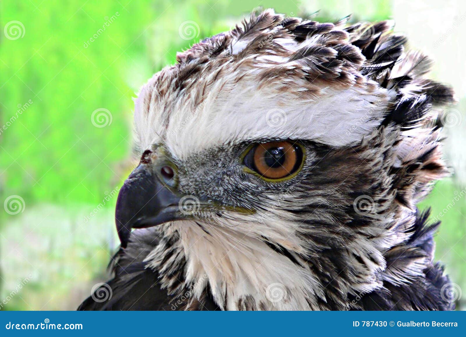 Black Hawk-Eagle stock photo. Image of bird, birdwatching - 787430