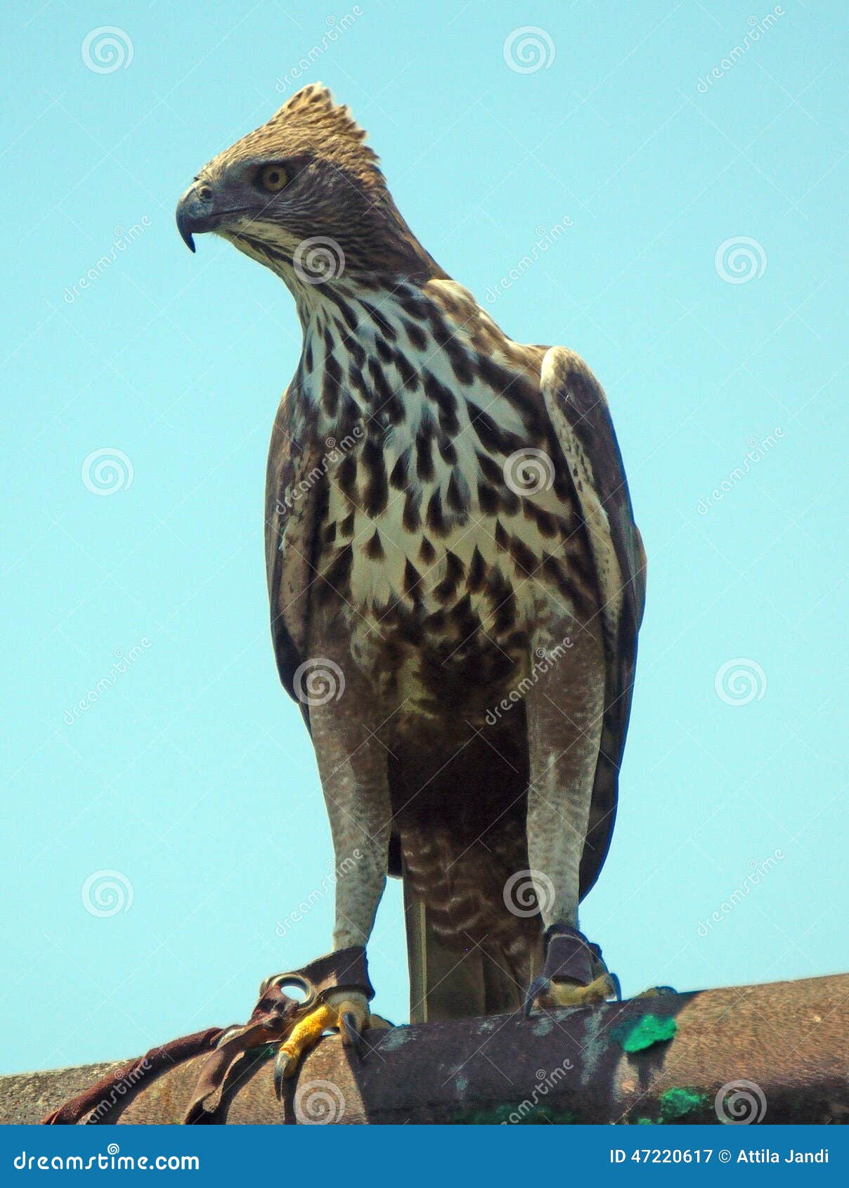 Black hawk-eagle stock image. Image of herd, aquatic - 47220617