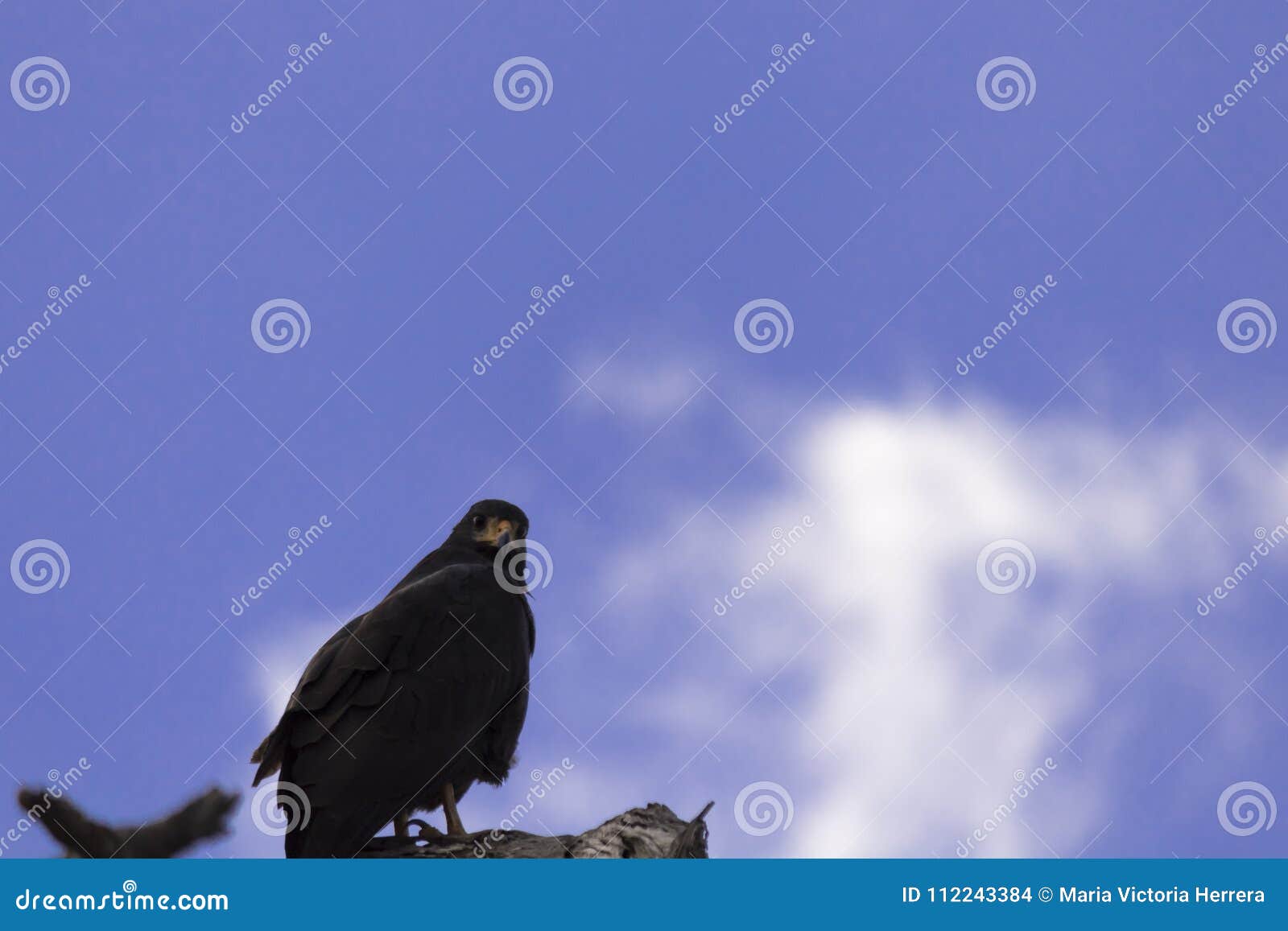 Black hawk perched on tree stock photo. Image of prey - 112243384