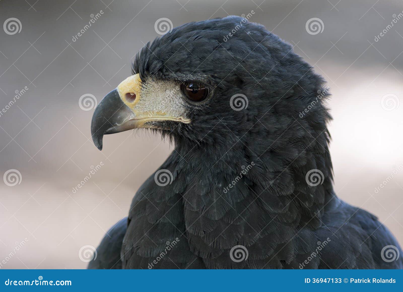 Black hawk stock image. Image of nature, environment - 36947133