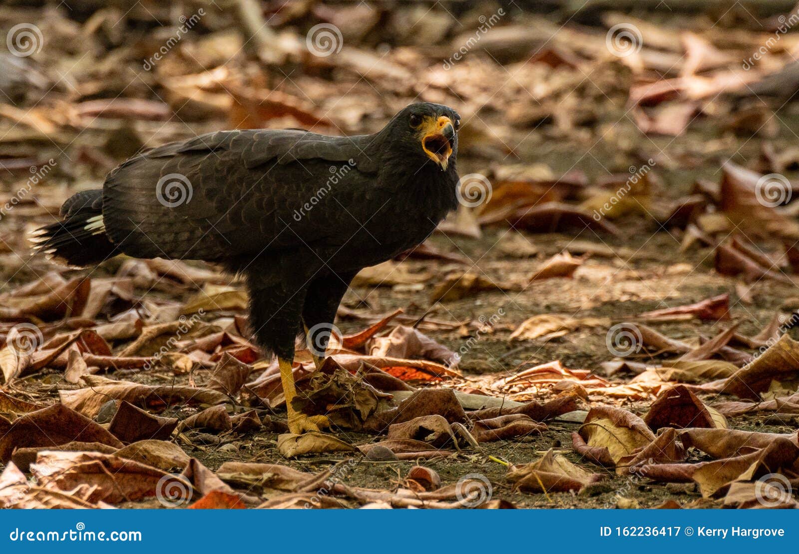A Black Hawk Warning As it Eats Its Captured Prey Stock Image - Image ...