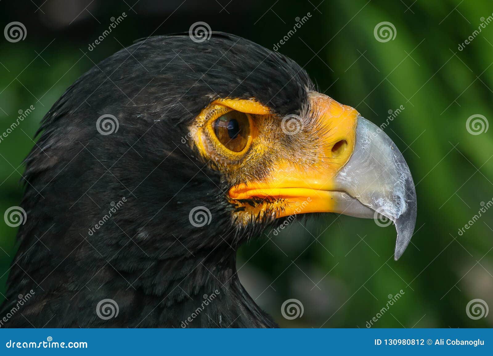 Black Head Eagle Sharp Eyes Stock Photo - Image of eyes, hands: 130980812