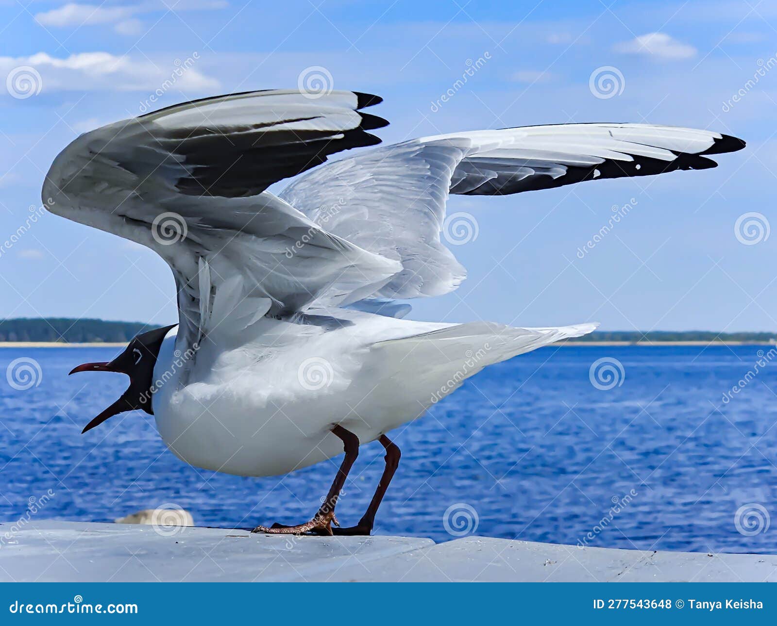 Black Head Seagull with Raised Wings Raised Ready for Flight Stock ...
