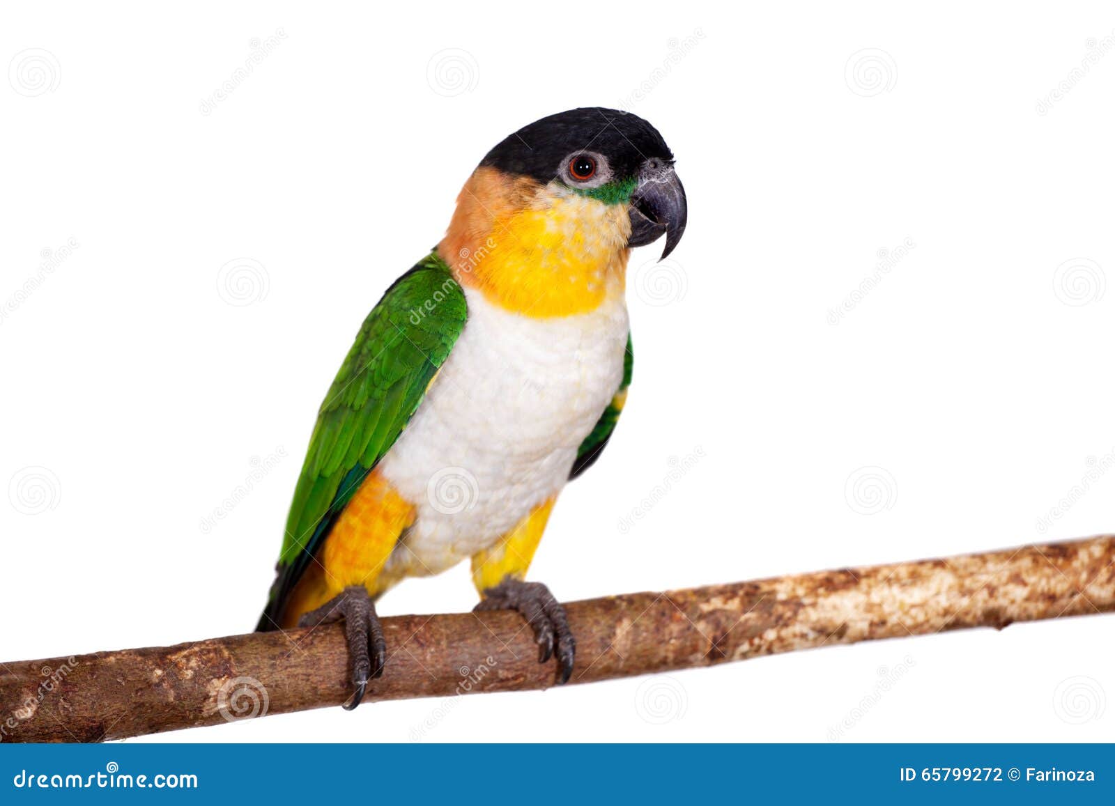 The Black-headed Caique, Pionites Melanocephalus, on White Stock Photo ...