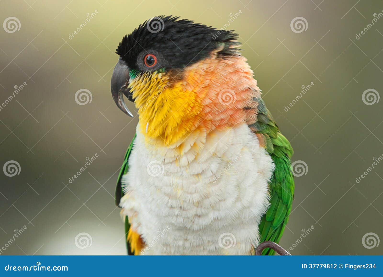 Black Headed Caique stock photo. Image of caique, wildlife - 37779812