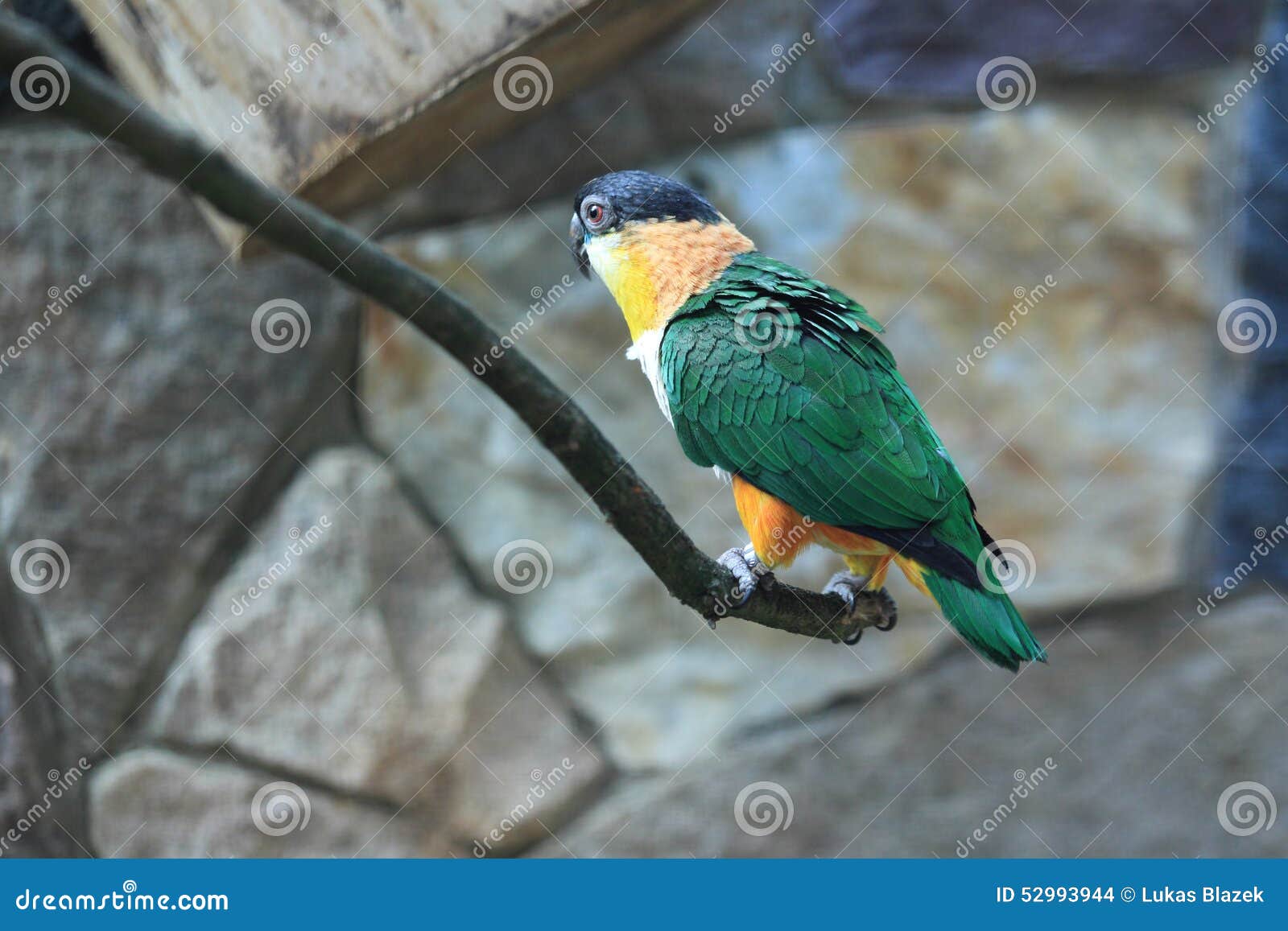 Black-headed caique stock photo. Image of pionites, capped - 52993944