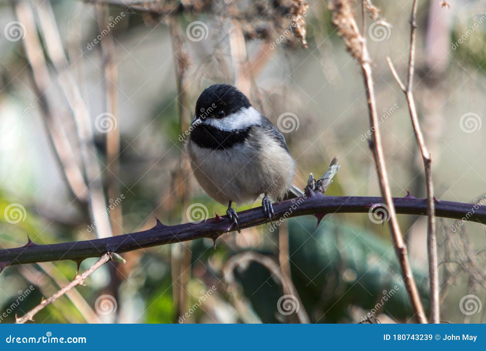 A Black Headed Chickadee Perching on a Branch Stock Image - Image of ...