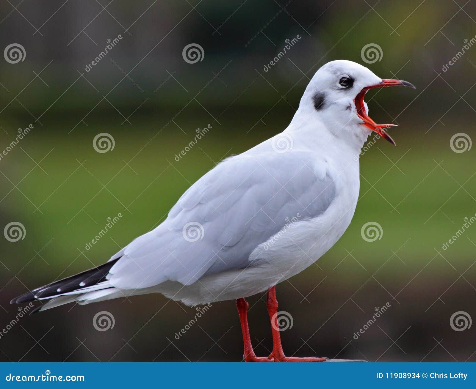 Black Headed Gull stock photo. Image of perched, seagull - 11908934