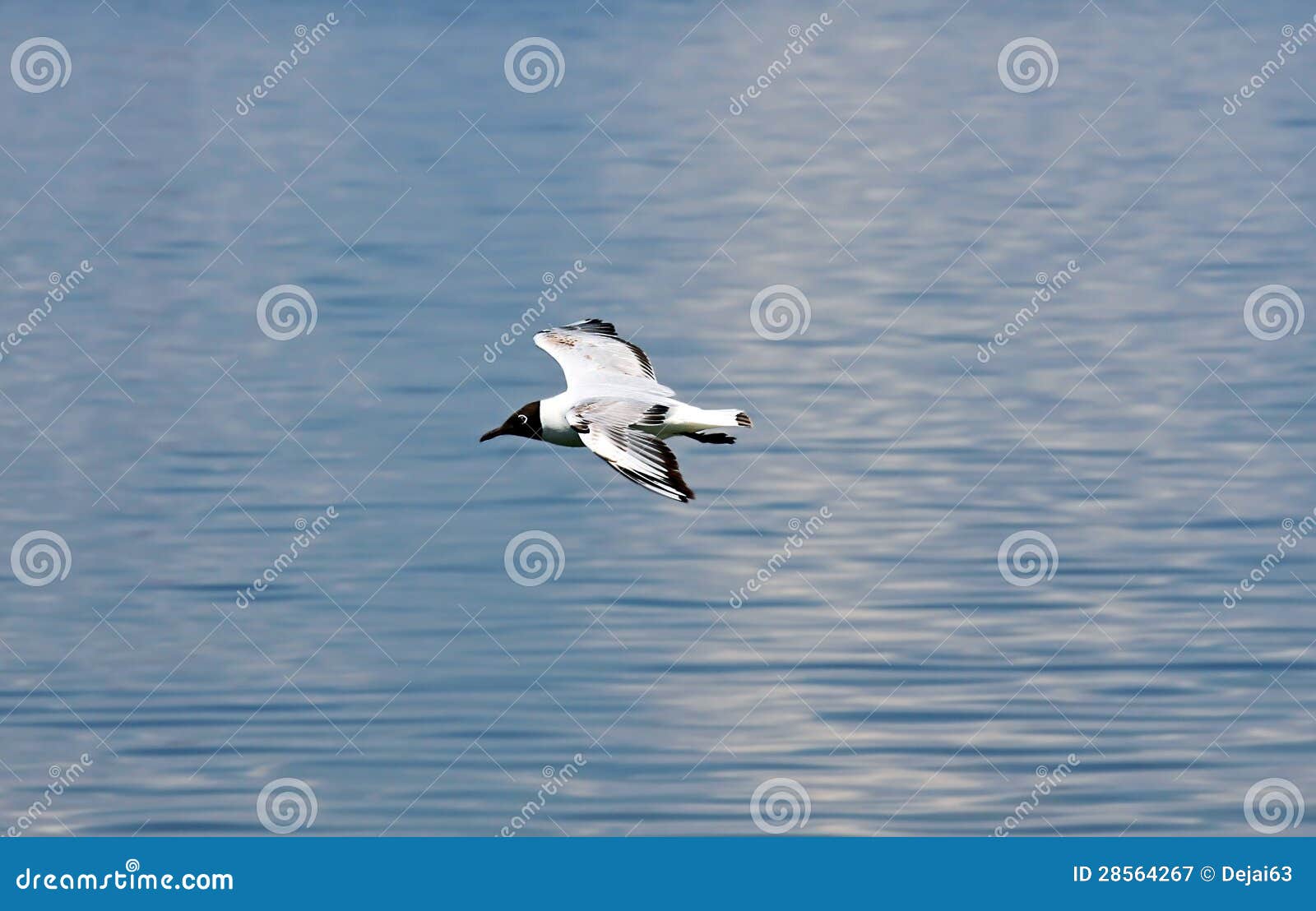 Black-headed gull stock image. Image of wild, gull, seagull - 28564267