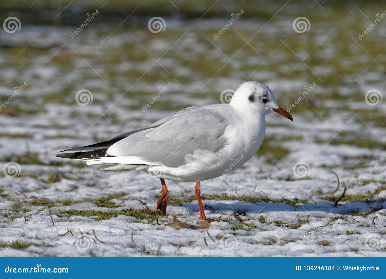 Black-Headed Gull stock photo. Image of nature, seagull - 139246184