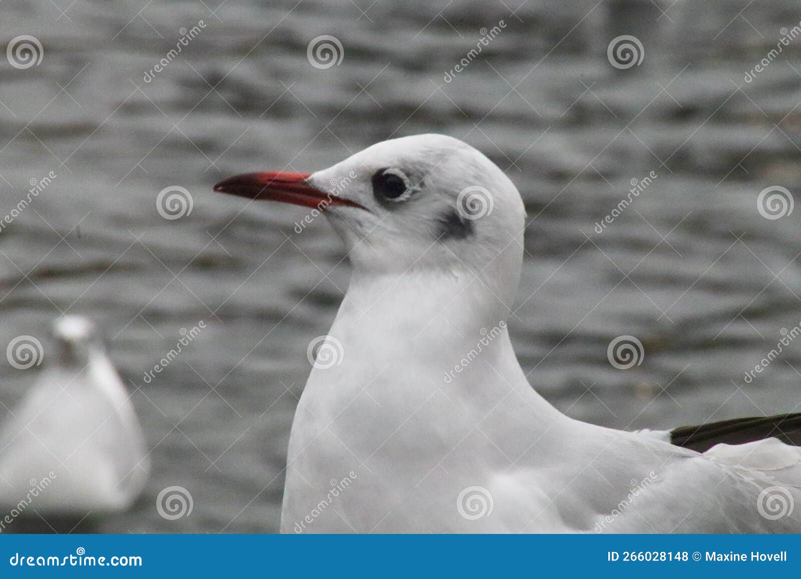 Black Headed Gull Close Up by River Stock Photo - Image of white ...