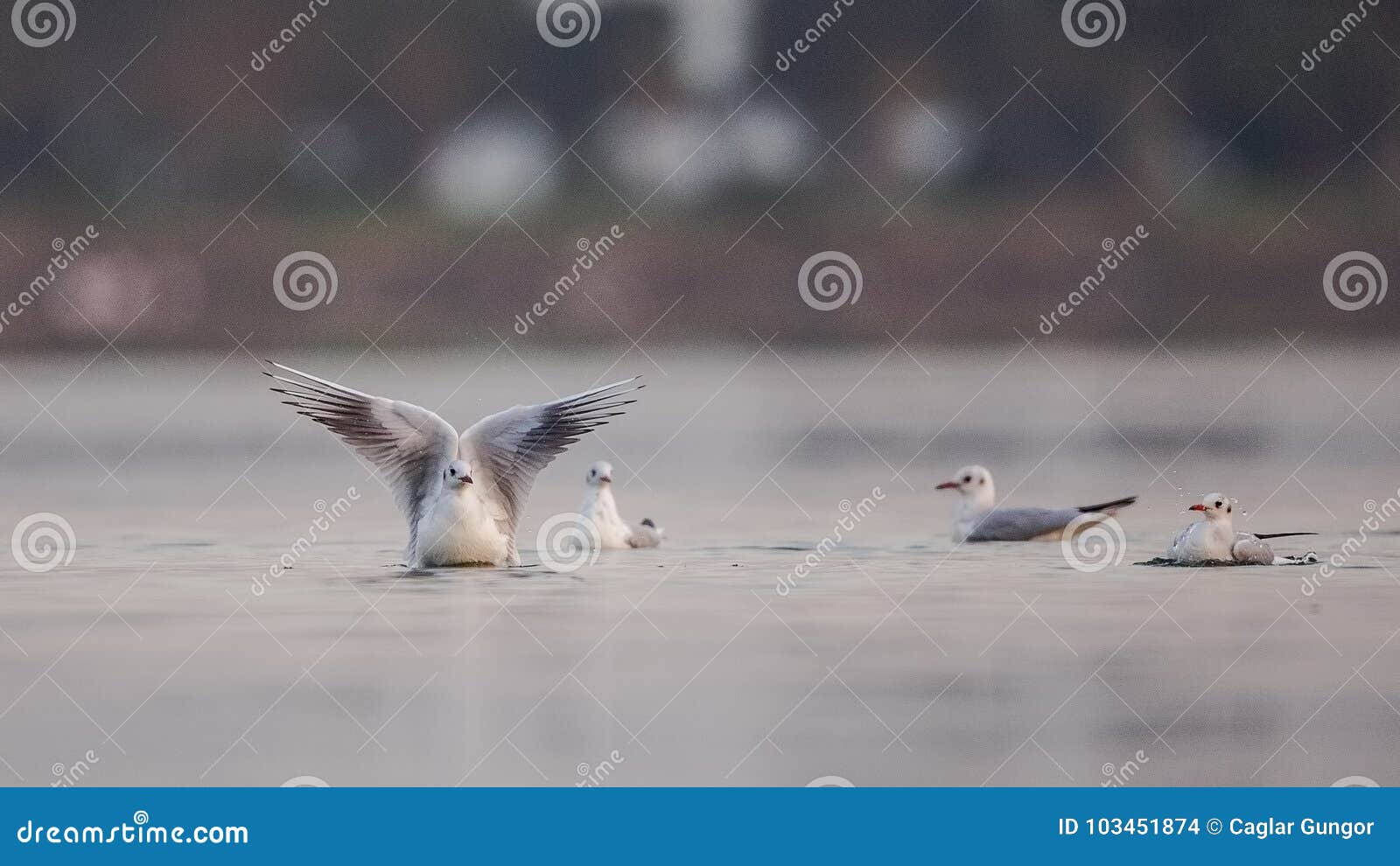 Black-headed Gull Flapping Wings Stock Photo - Image of ornithology ...