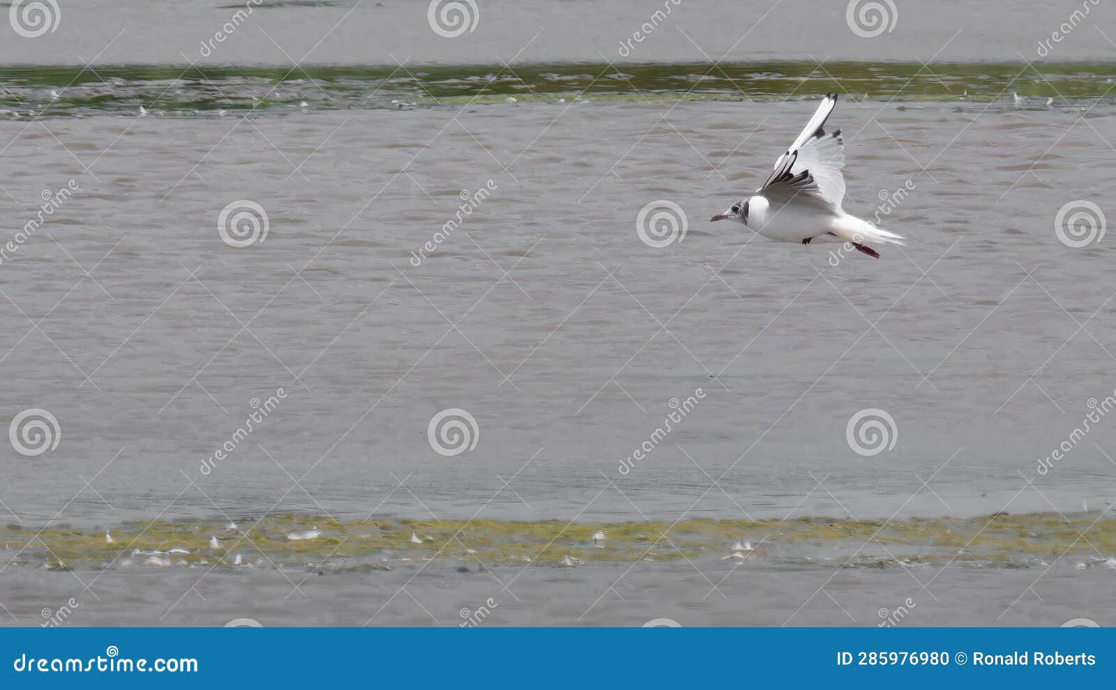 Black Headed Gull in Flight Over Lake Stock Photo - Image of head ...