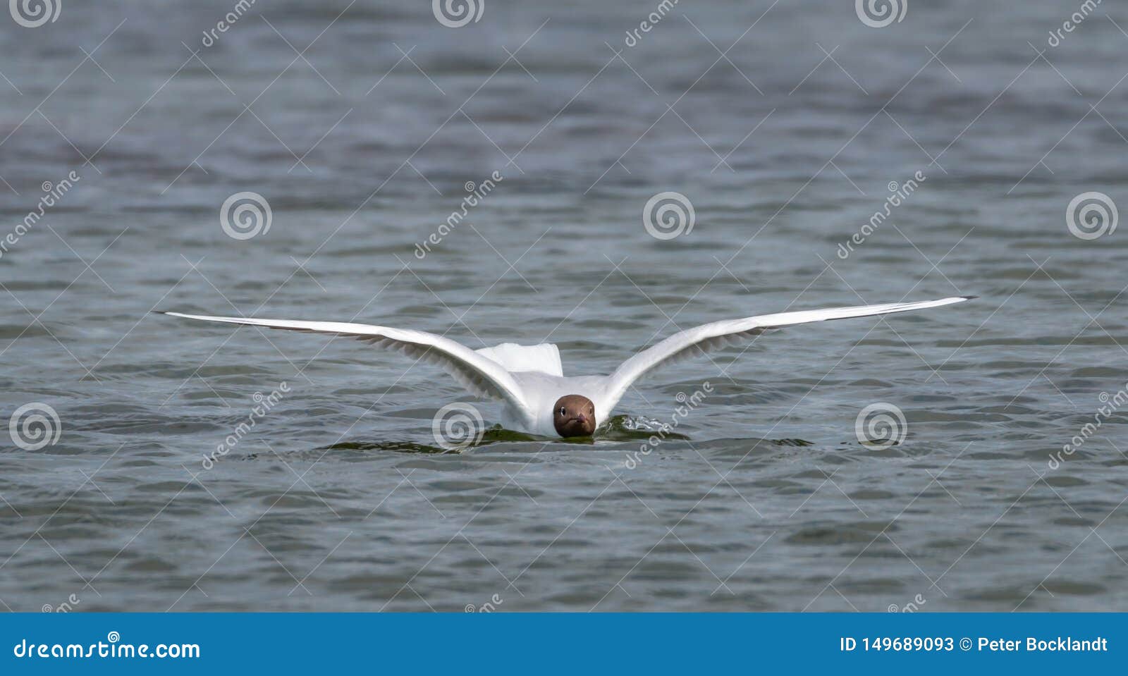 Black Headed Gull Hunting for Fish Stock Image - Image of black, nature ...
