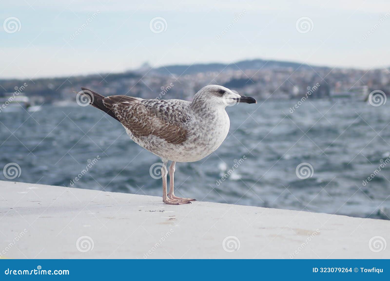 Black Headed Gull in Istanbul. Turkey. Winter Bird, Stock Photo - Image ...