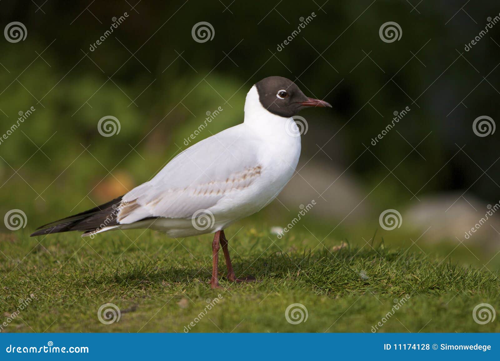 Black-headed Gull (Larus Ridibundus) Stock Photo - Image of blackheaded ...