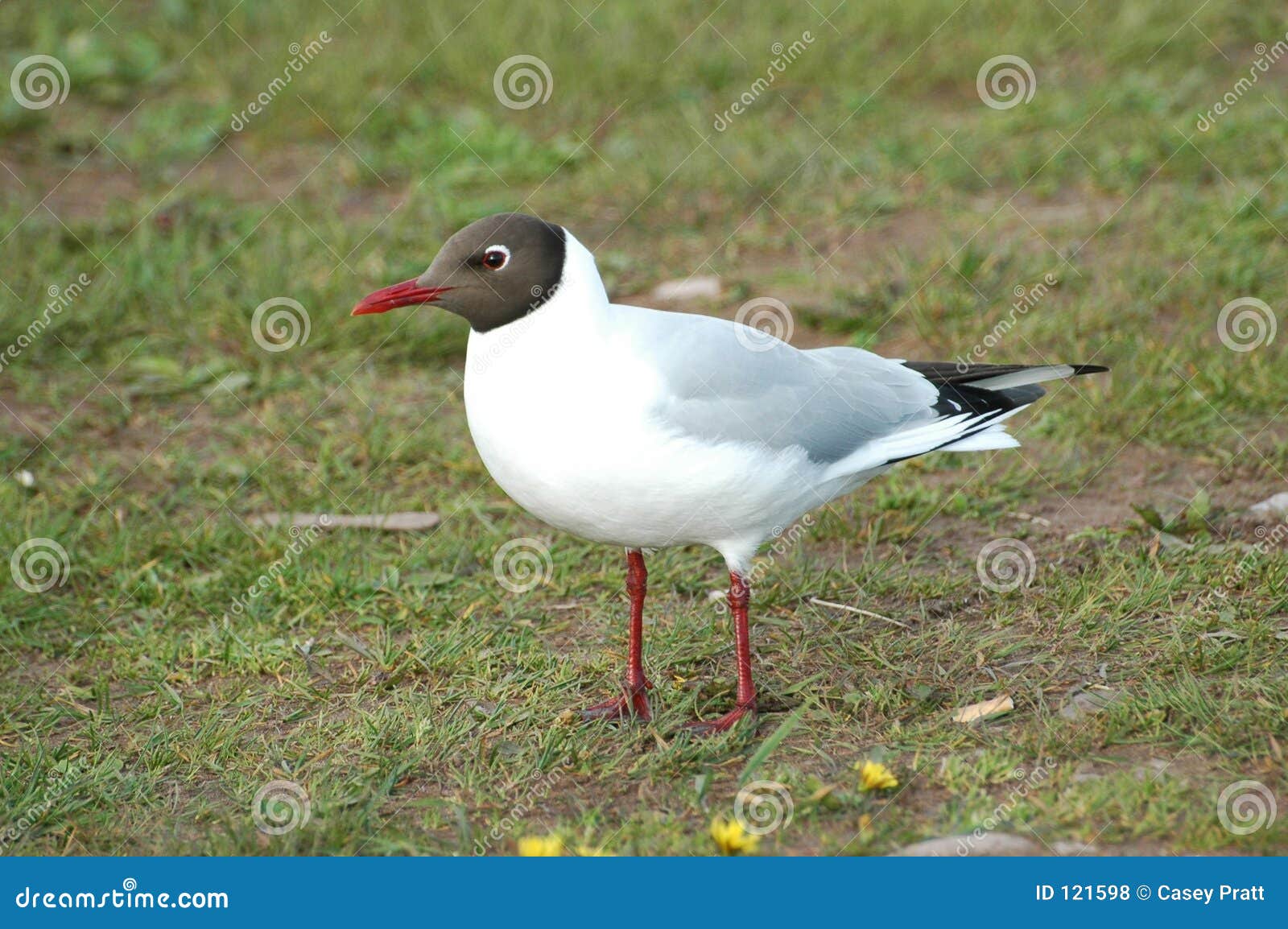 Black-headed Gull (Larus Ridibundus) Stock Photo - Image of headed ...