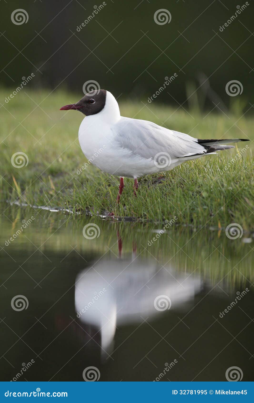 Black-headed Gull, Larus Ridibundus Stock Image - Image of ridibundus ...