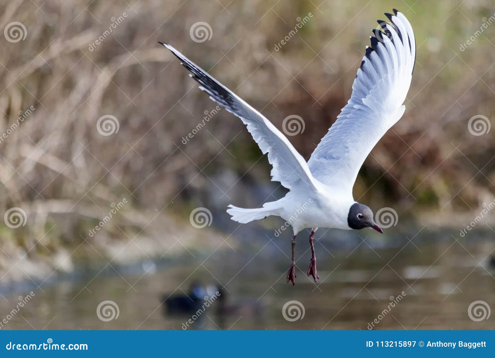 Black Headed Gull Larus Ridibundus Stock Image - Image of close ...