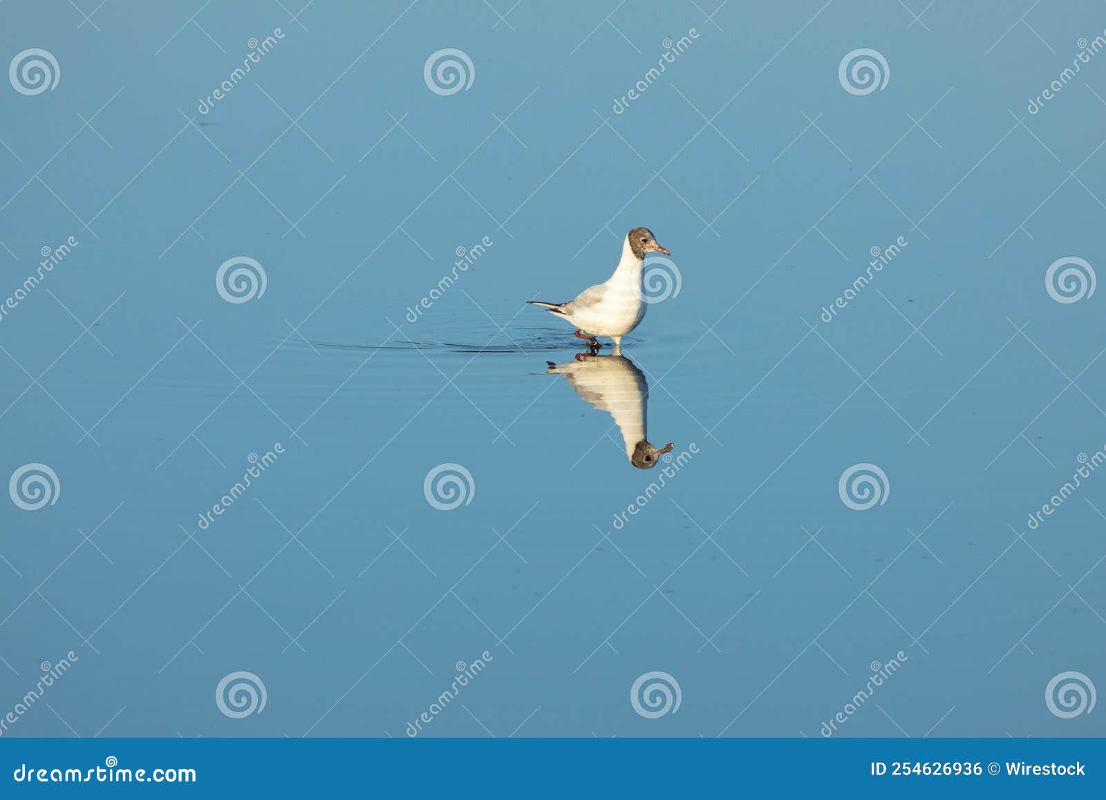 Black-headed Gull Perching in the Blue Water Looking at Its Reflection Stock Photo - Image of ...