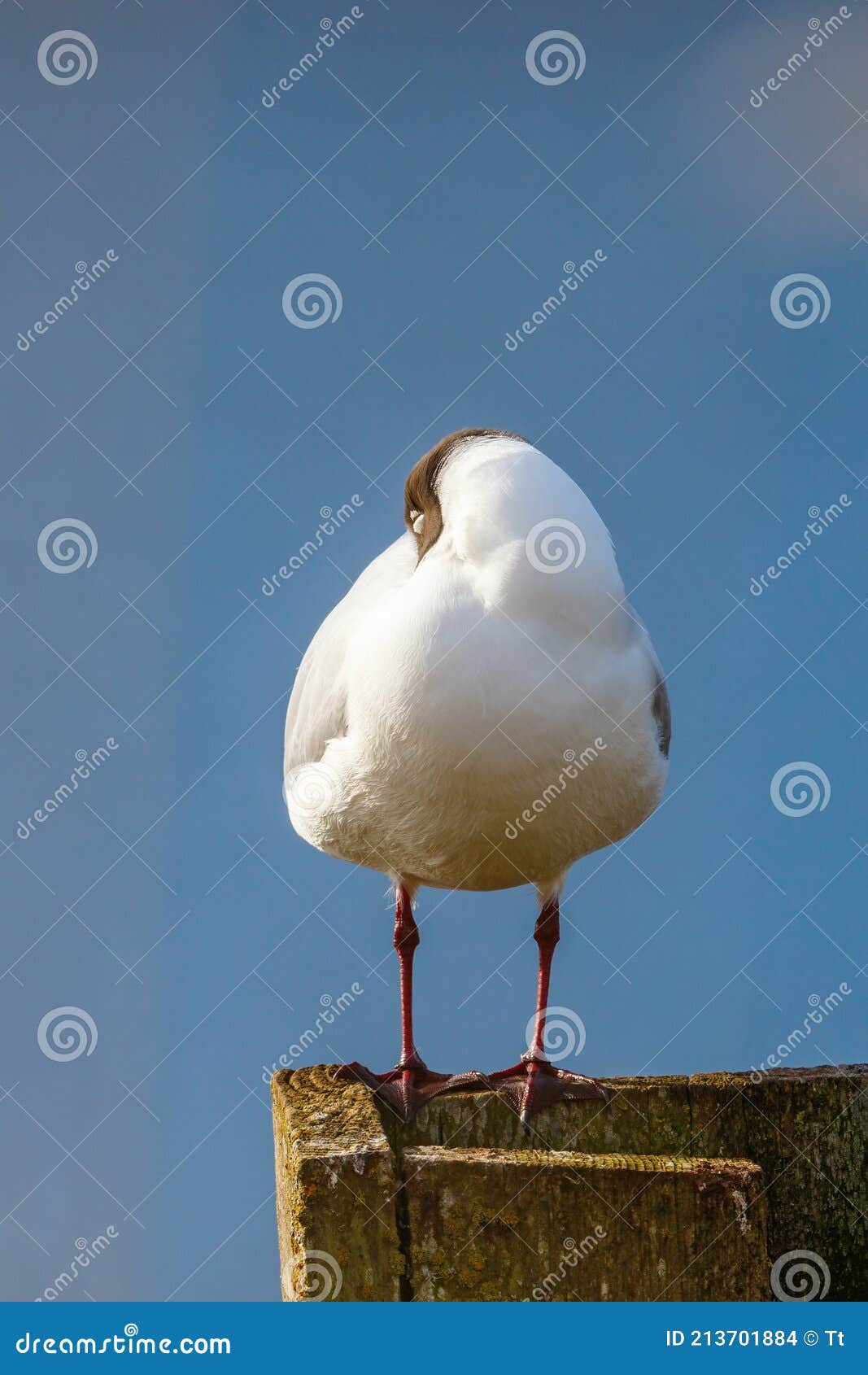 Black-Headed Gull Sleeping on a Wood Fence Stock Photo - Image of scene ...
