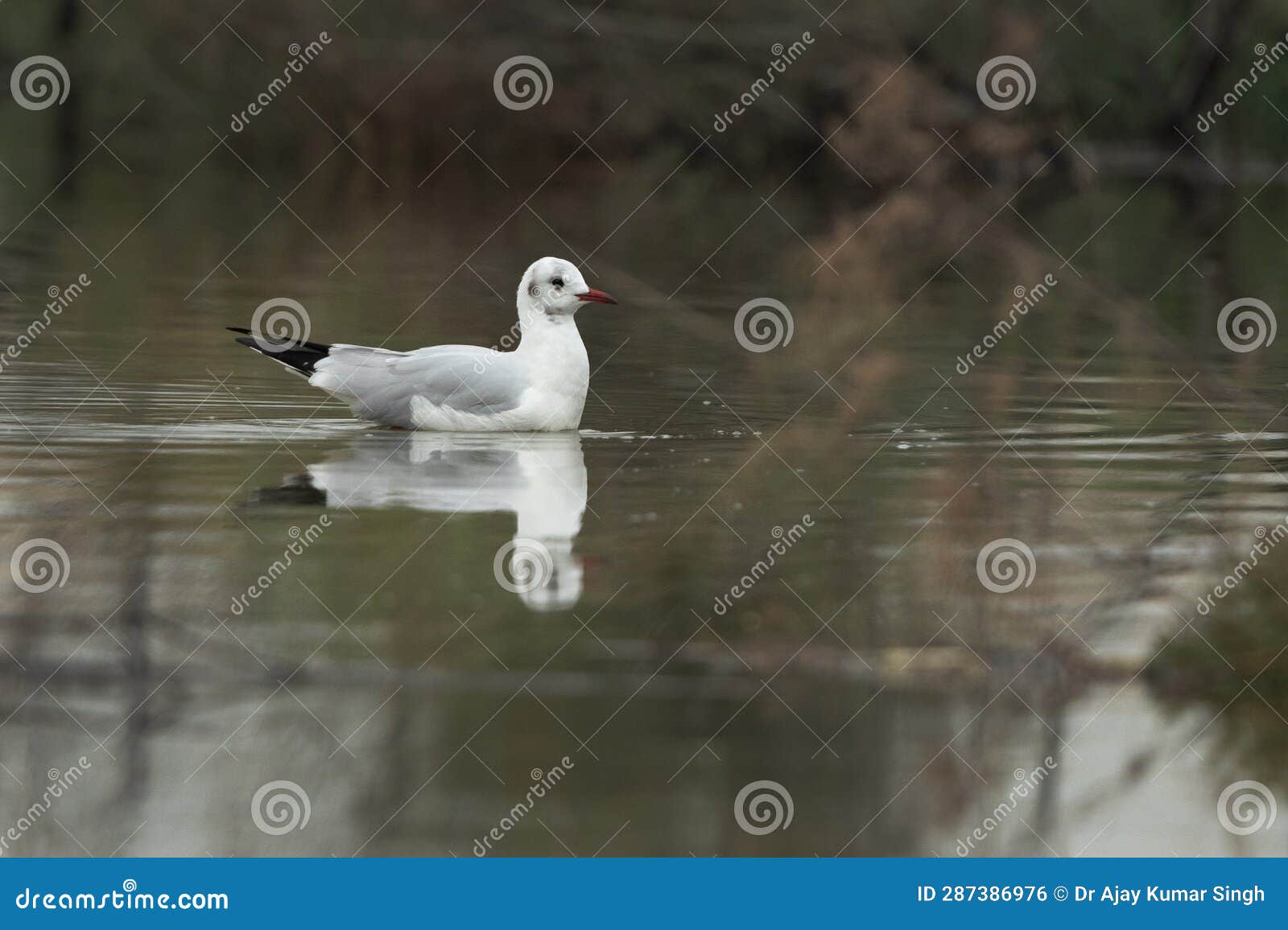 Black-headed Gull Swimming at Asker Marsh Stock Photo - Image of wild ...