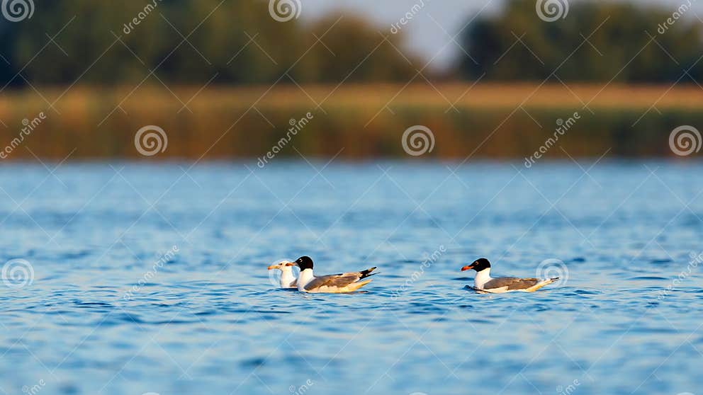 Black Headed Gulls in the Danube Delta Stock Photo - Image of bird ...