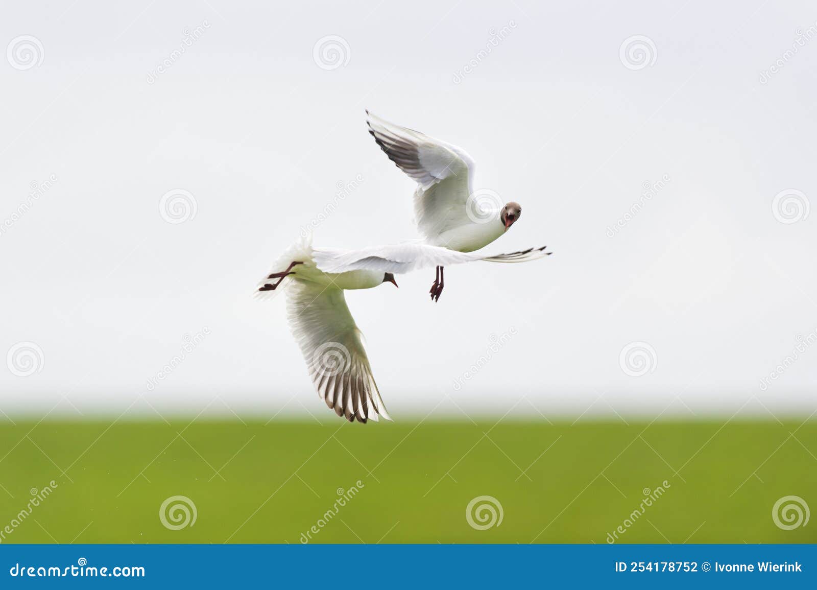 Black headed gulls mating stock photo. Image of soaring - 254178752