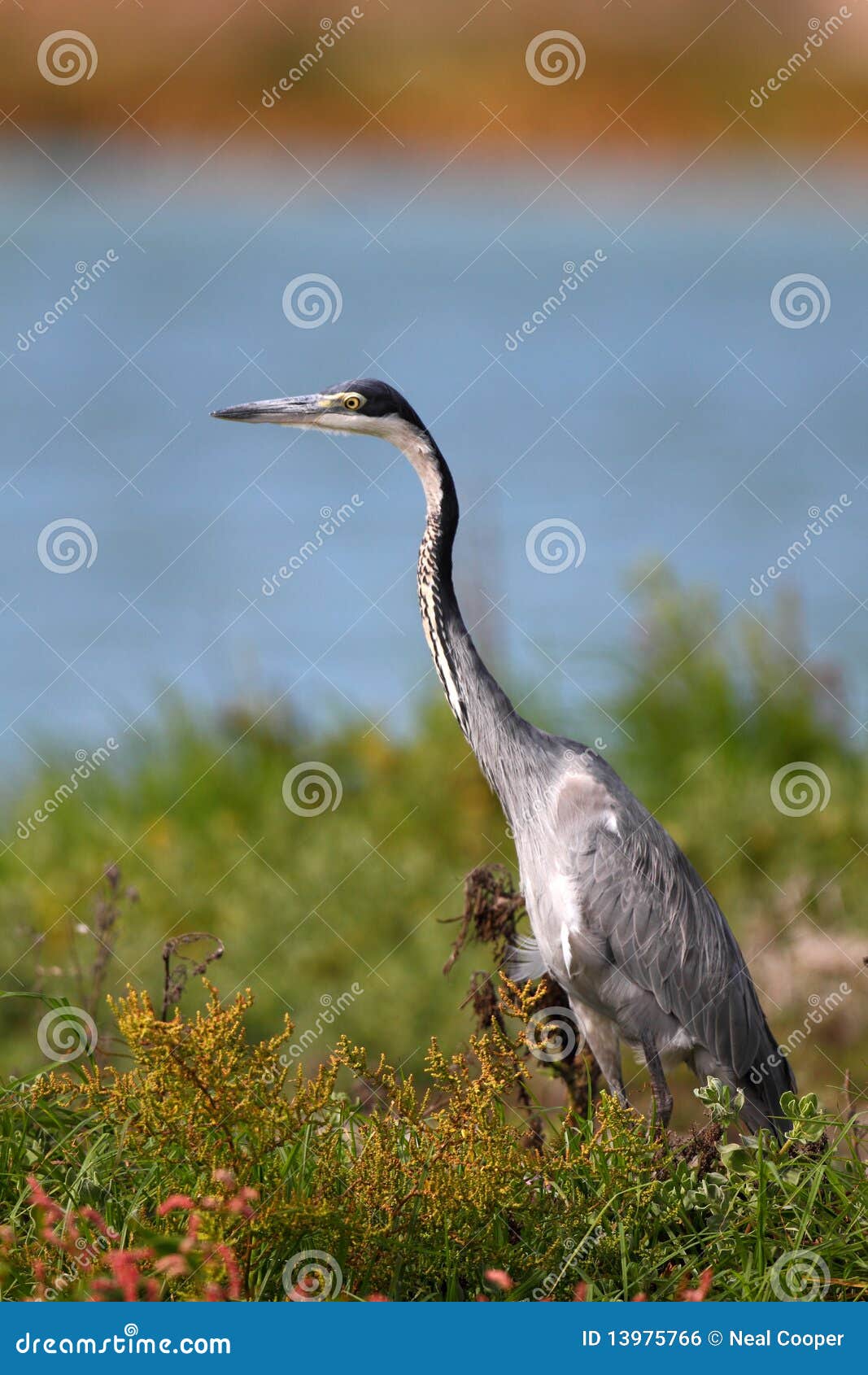 Black Headed Heron stock photo. Image of herons, langebaan - 13975766
