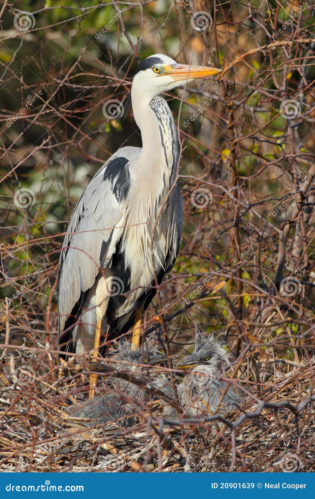 Black Headed Heron stock image. Image of black, ardeidae - 20901639